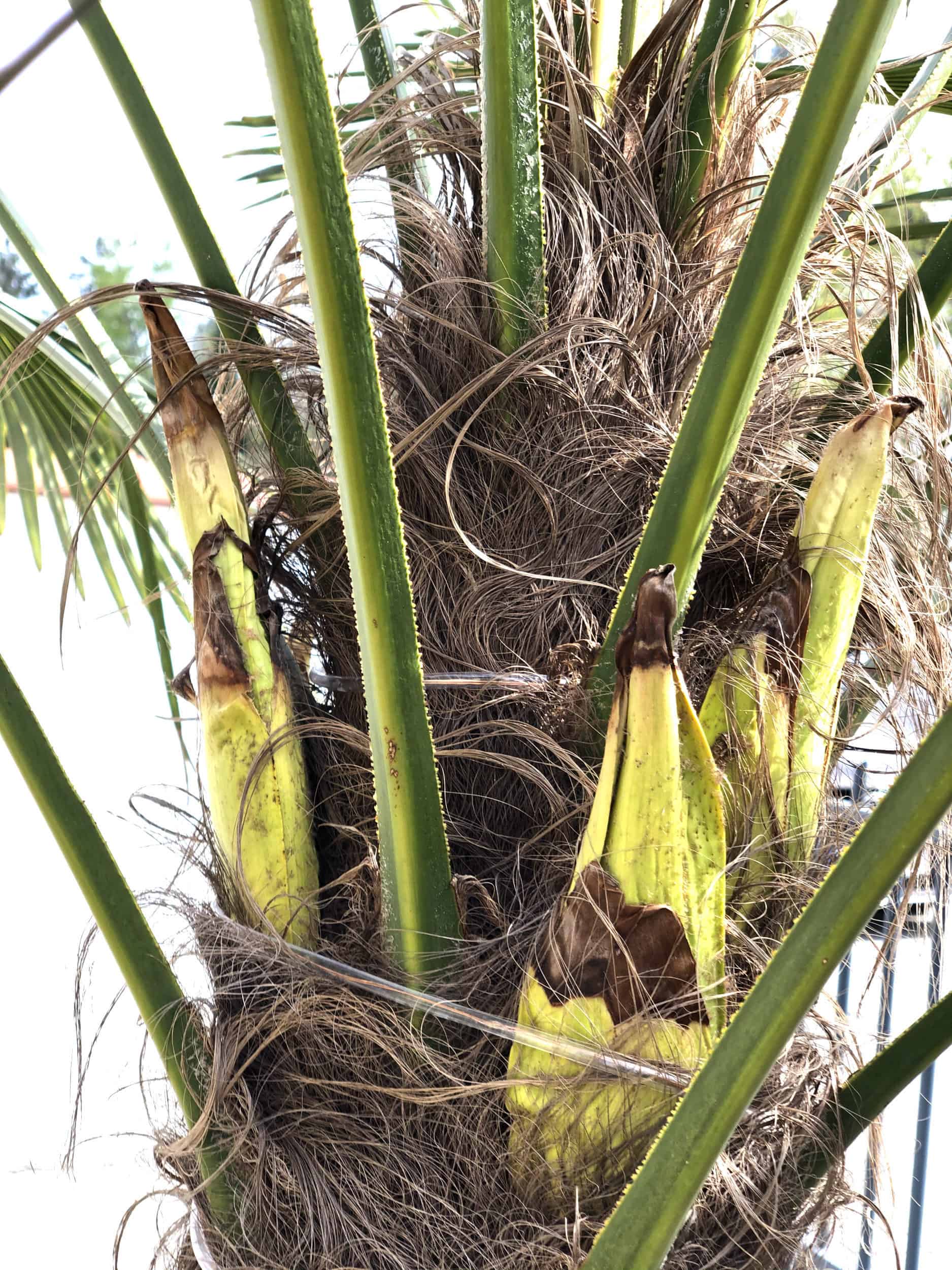 Trachycarpus Fortunei | Der Exotengärtner